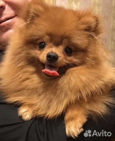 Вязка Шпиц мальчик