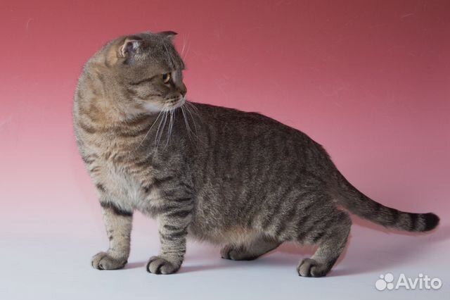 Рокошный вислоухий котяра Бруно