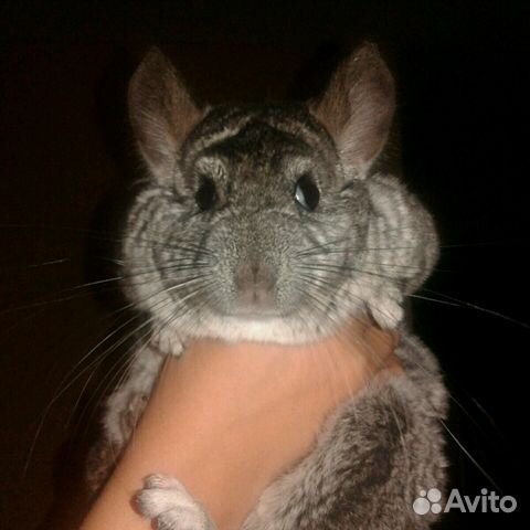 Шиншила вязка мальчик