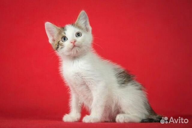 Самый ласковый котенок в мире-белый мальчик Купер