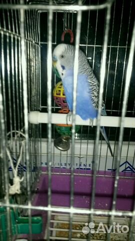 Волнистый попугай с клеткой. Новогодний подарок