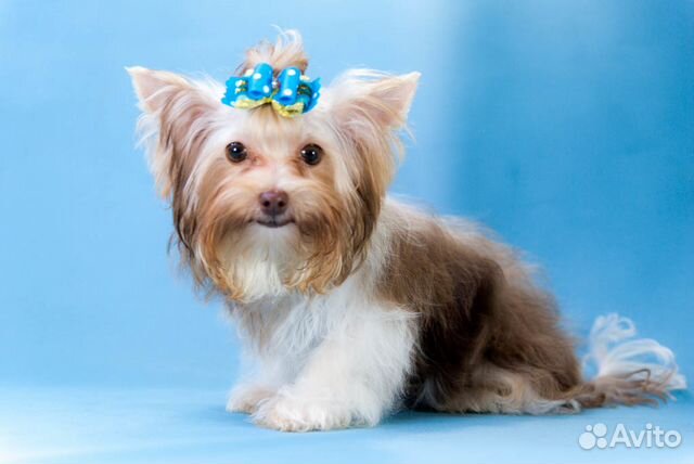 Мини биро мальчик