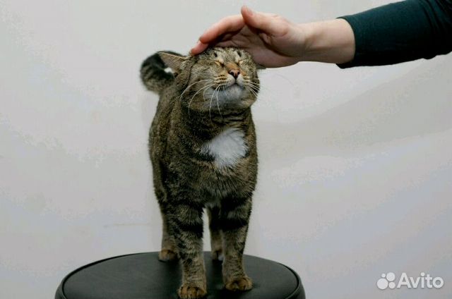 Софочка ищет дом