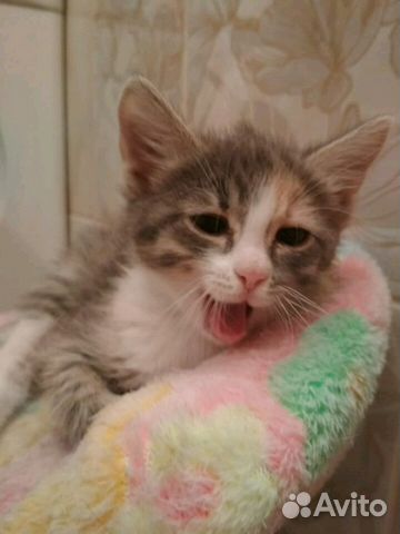 Котёночек в ответственные руки