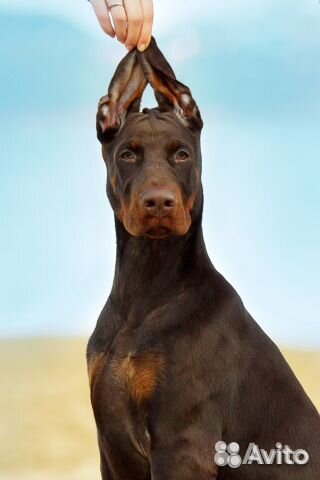 Щенки добермана