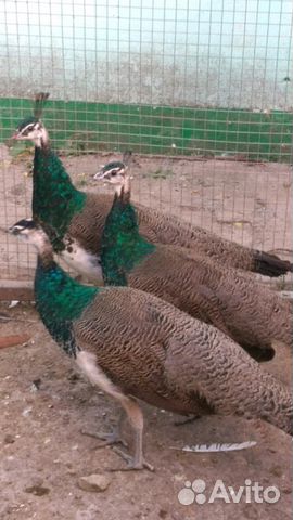 Павлины 2018 года