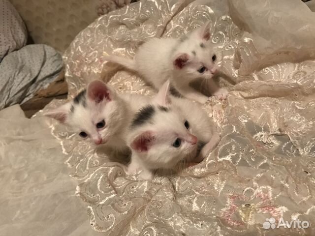 Котята