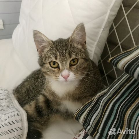 Кошка
