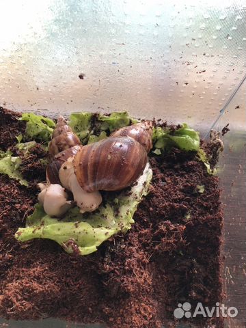 Улитки Ахатины