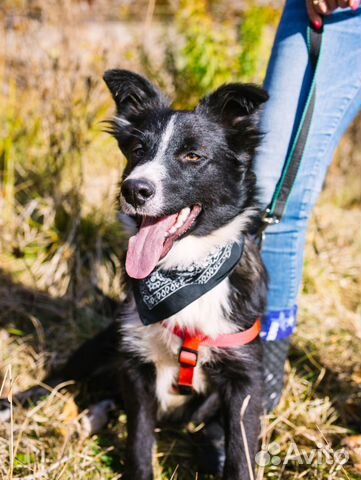 Щенок в дар, близкий метис бордер колли