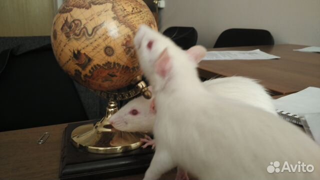 Белые крысы Вистар лабораторные