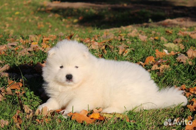 Шикарные самоеды