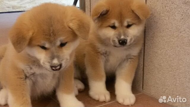 Япошки Тошины детки