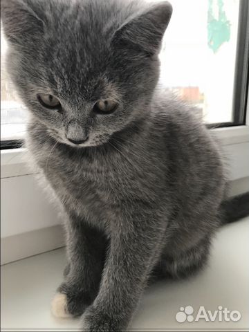 Продам котенка