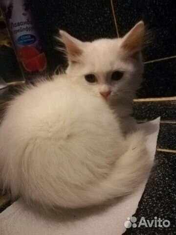 Турецкая ангора