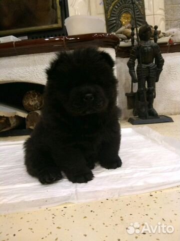 Щенки чау-чау черные и кремовые