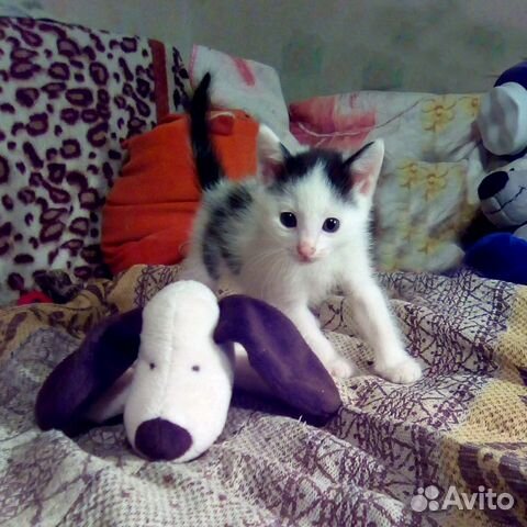 Котёнки