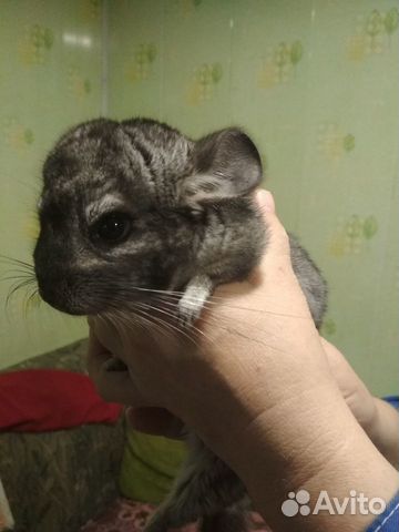 Продается молодая шиншилла