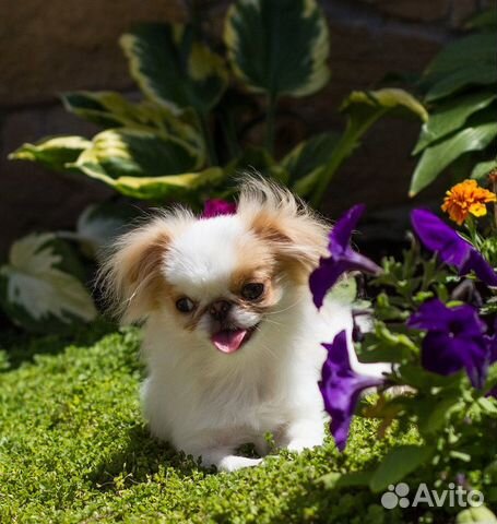 Щенок японского хина