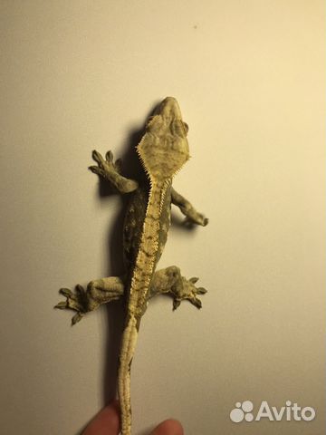 Реснитчатый бананоед (rhacodactylus ciliatus)