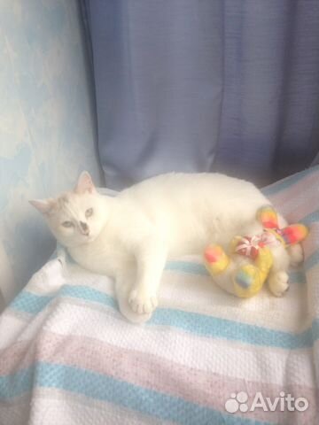 Красотки кошечки в заботливые руки