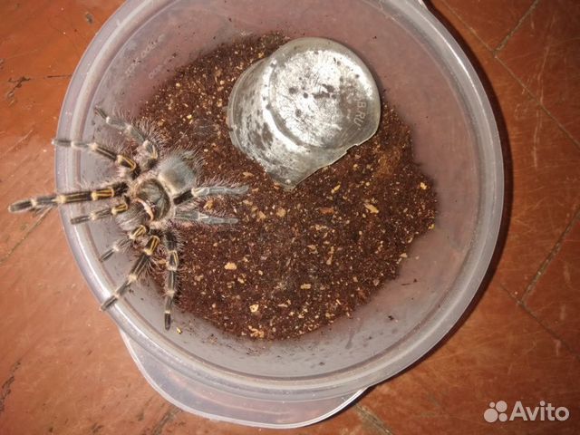Паук Grammostila aurestrirata