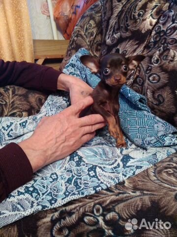 Щеночки мини тойчики