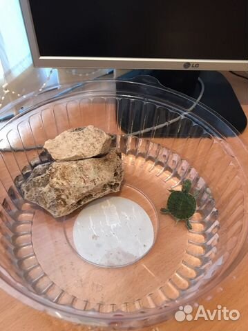 Отдам в дар черепаху