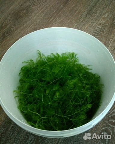 Роголистник