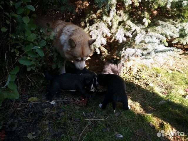 Щенки полухаски в хорошие руки