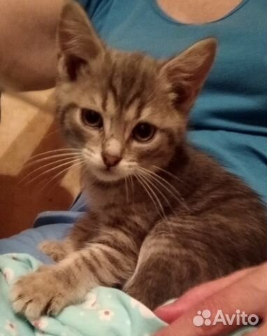 Возьмите в дом пушистого друга