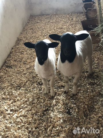 Бараны породы Дорпер