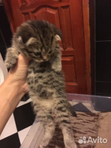 Шотландская вислоухая котята