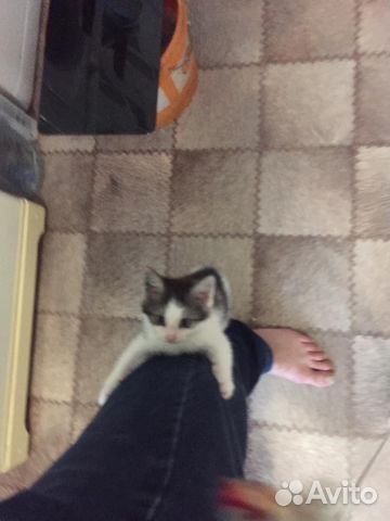 В хорошие руки заботливым хозяевам