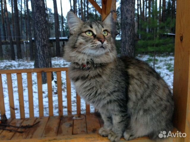 Найдена кошка Сысерть.п.Северный
