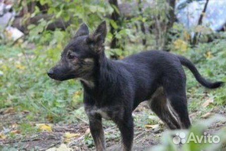 Щенок с красивыми ушами - Джельсомино