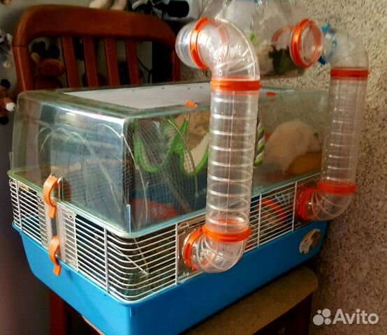 Сирийский хомяк с клеткой