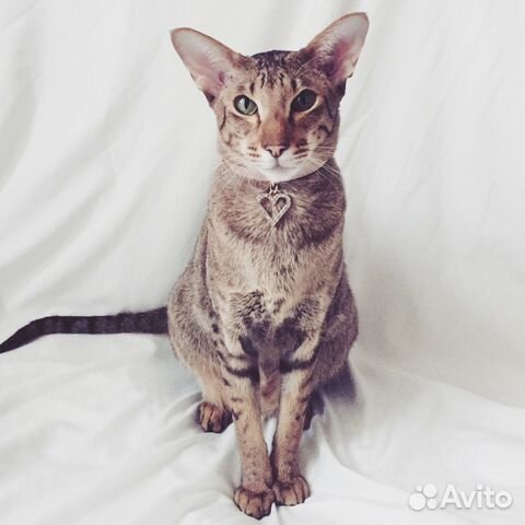 Отдам породистого кота в хорошие руки