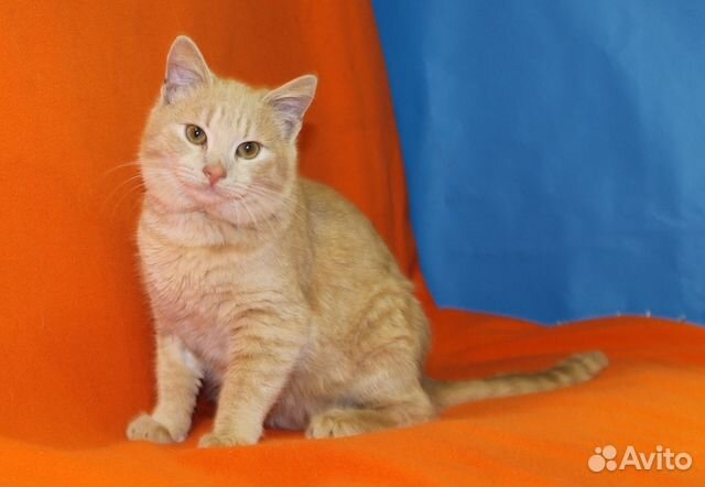 Нежный Персик ищет хозяев