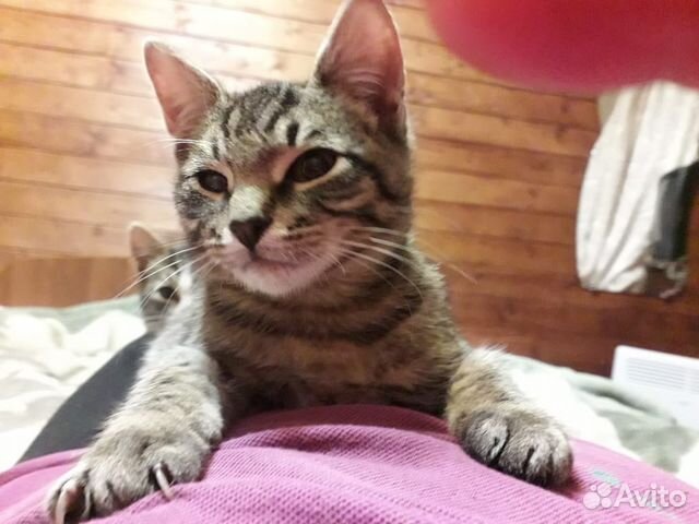 Котёнок 7 мес в добрые руки