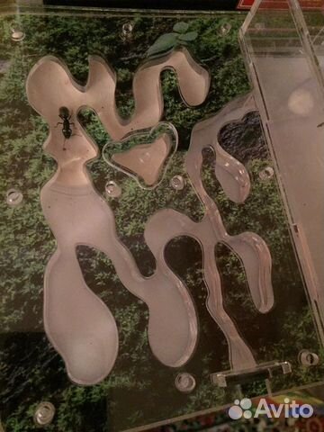 Муравьиная ферма с маткой