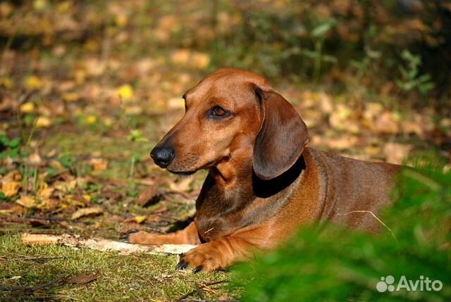 Рыжие таксята