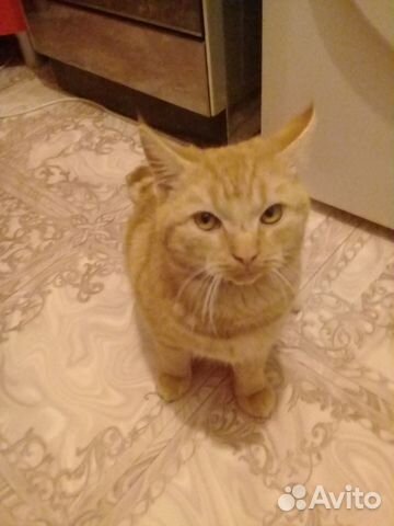Кот рыжий в добрые руки