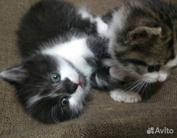 Милые котятки