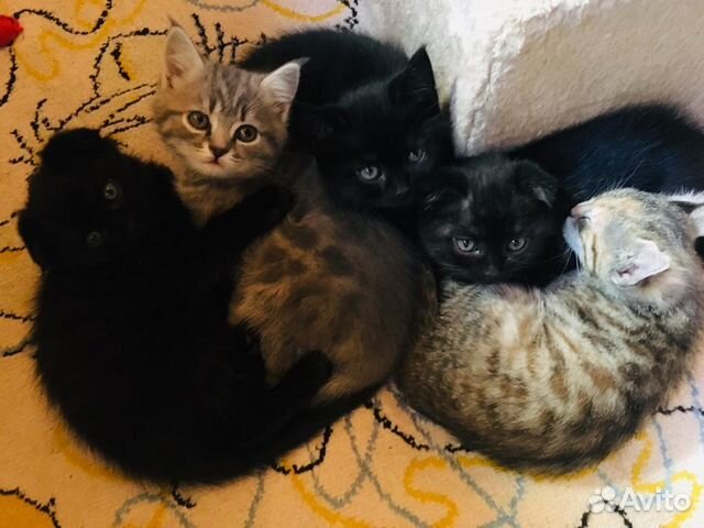 Котята шотландцы, 2 месяца