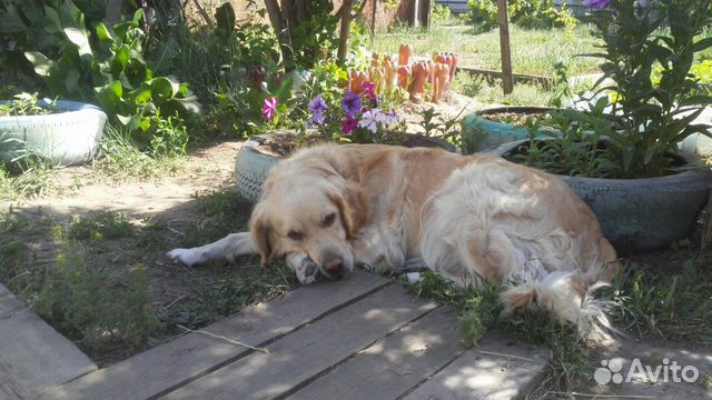 Пропала собака