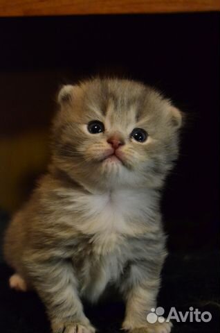 Отдадим в добрые руки котенка девочку