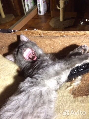 Серый котёнок-девочка Циля