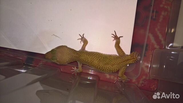 Малышки эублефары