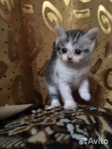 Кошечка от вислоухой шотландки